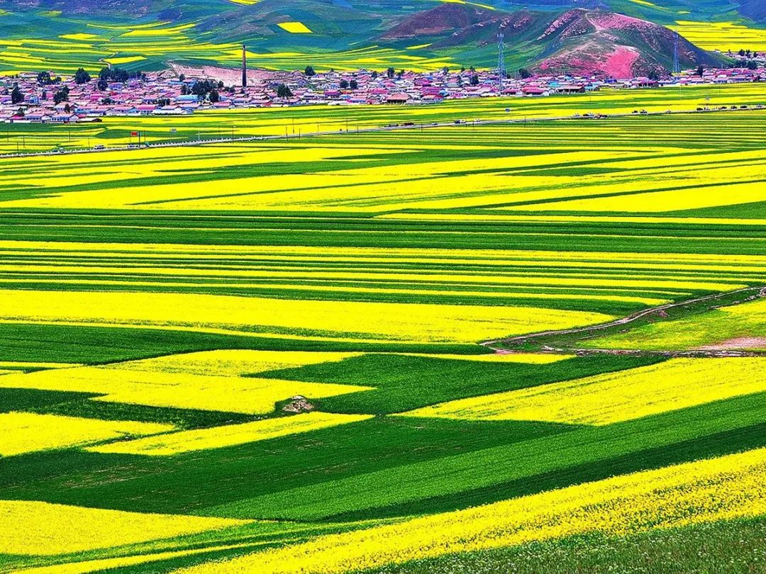 Menyuan Rape Flower Field-Silk Road Travel