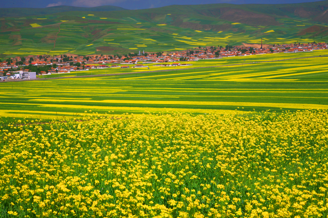 Menyuan Rape Flower Field-Silk Road Travel
